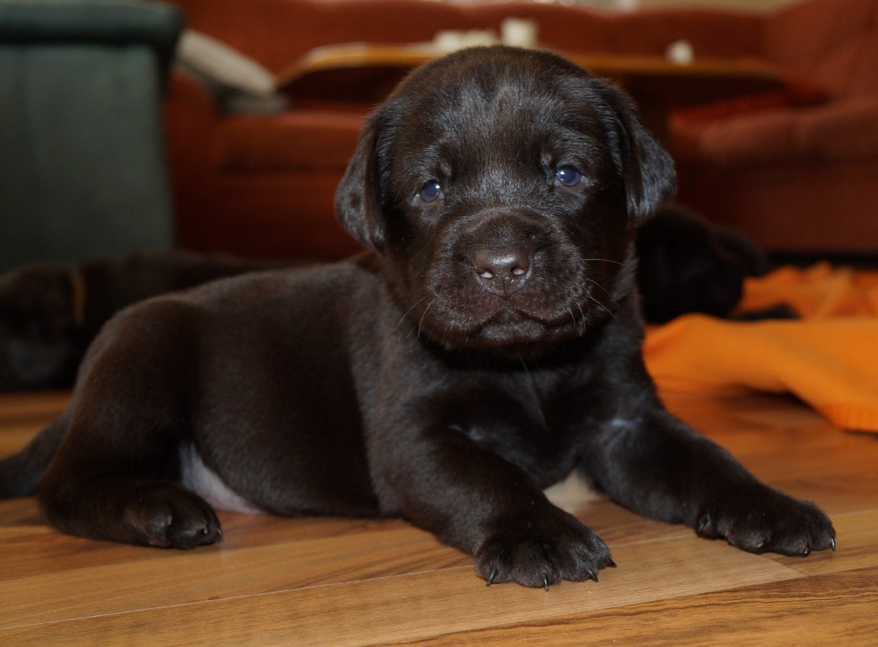 WELPEN - labradorzucht von Königstor